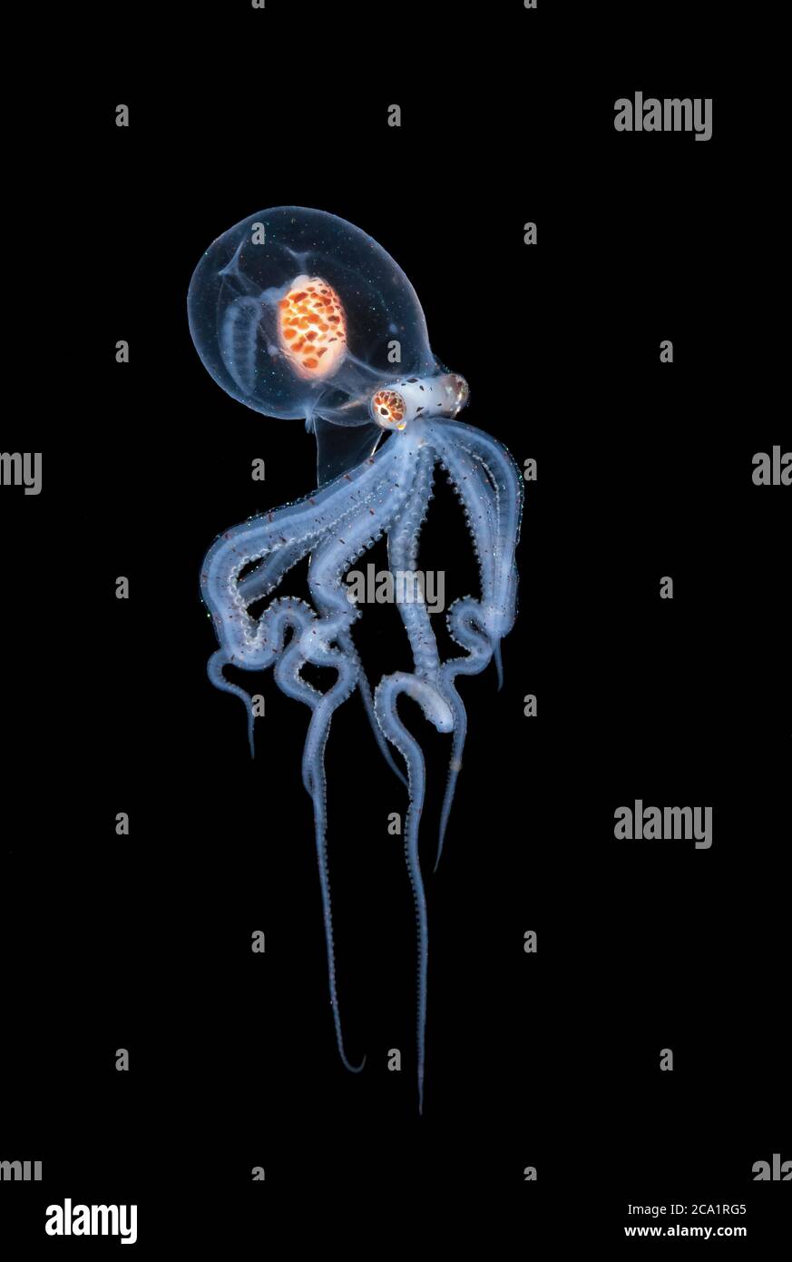 wunderpus octopus paralarva, Wunderpus photogenicus, photographed at 30 ...