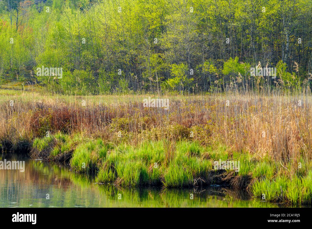 Invasive Phragmites Reeds High Resolution Stock Photography and Images ...