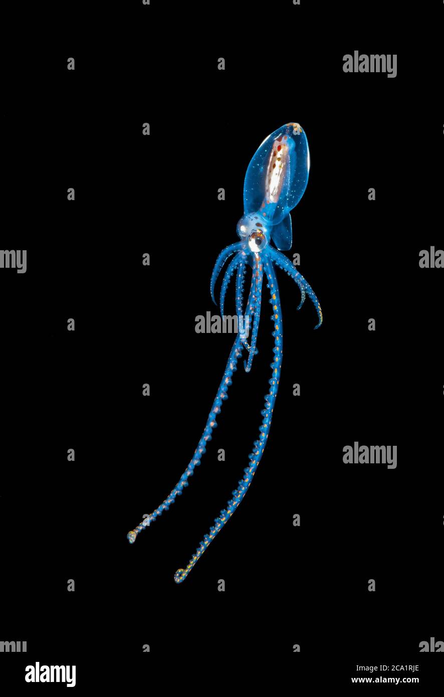 long arm octopus paralarva, possibly Macrotritopus sp., photographed at ...