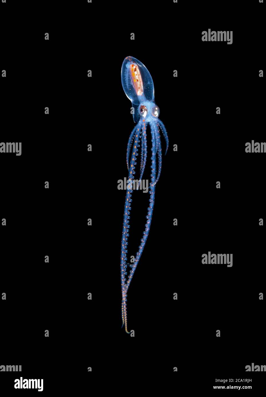 Long Arm Octopus, Abdopus species, paralarva, photographed at 70 feet ...