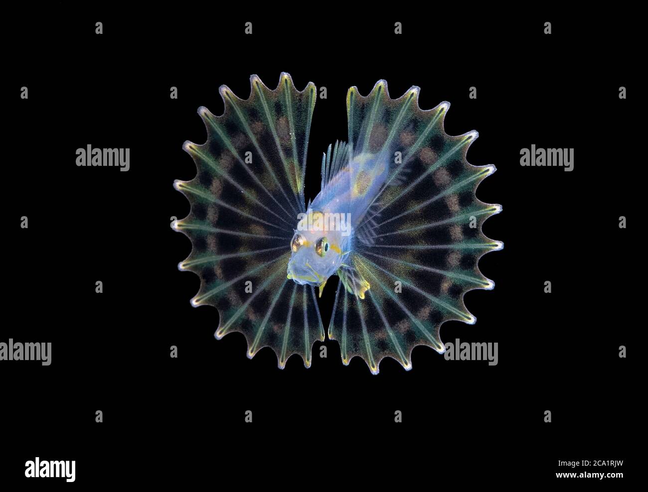 lionfish larva, Pterois sp., photographed during a blackwater drift ...