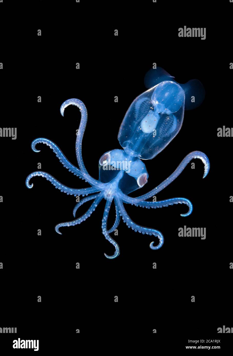 Sharpear enope squid hi-res stock photography and images - Alamy