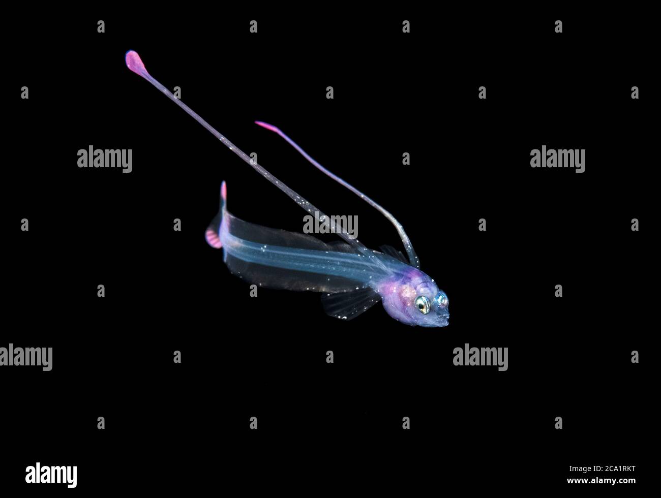 Grideye fish, Ipnops sp., photographed at 50 feet in 600 foot depths ...