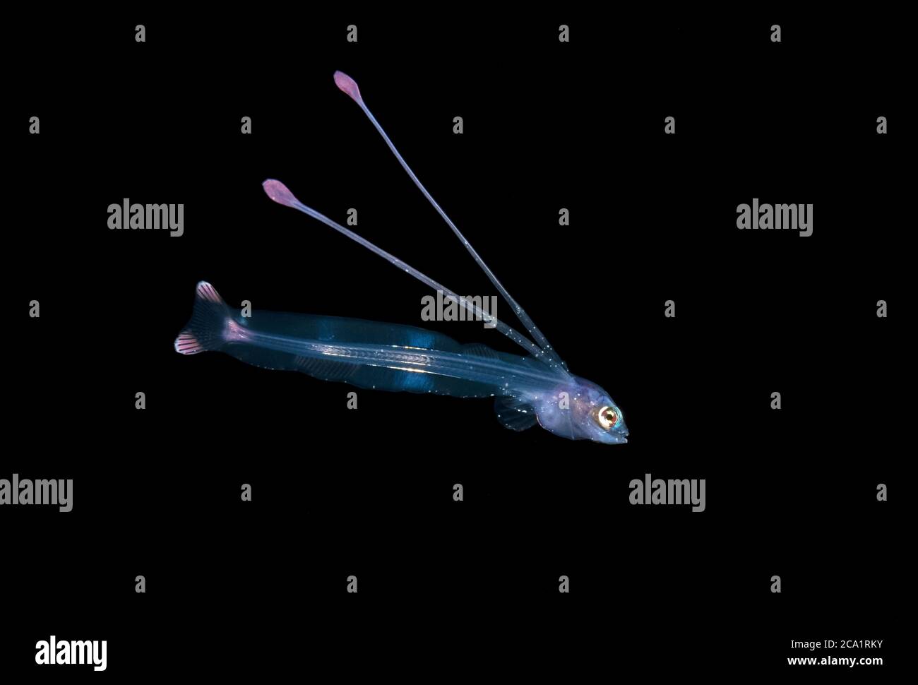 Tripod fish hi-res stock photography and images - Alamy