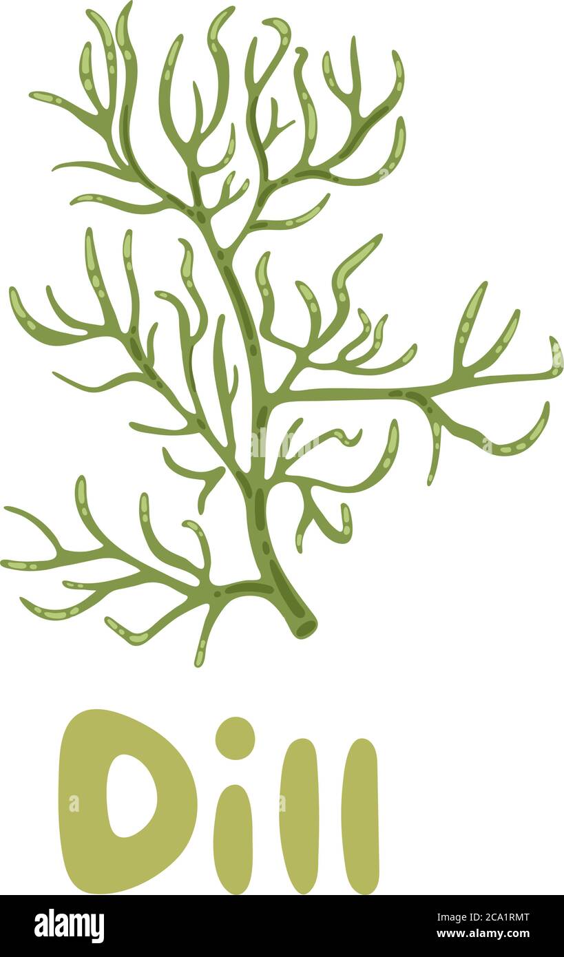 Dill green in garden Stock Vector Images - Alamy