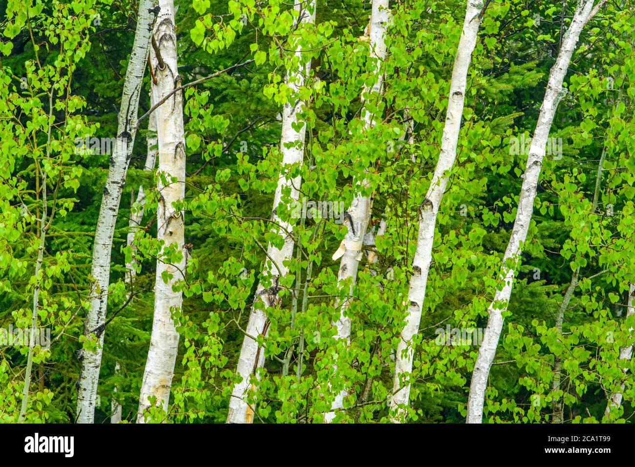 Birch tree trunks in spring, Greater Sudbury, Ontario, Canada Stock ...