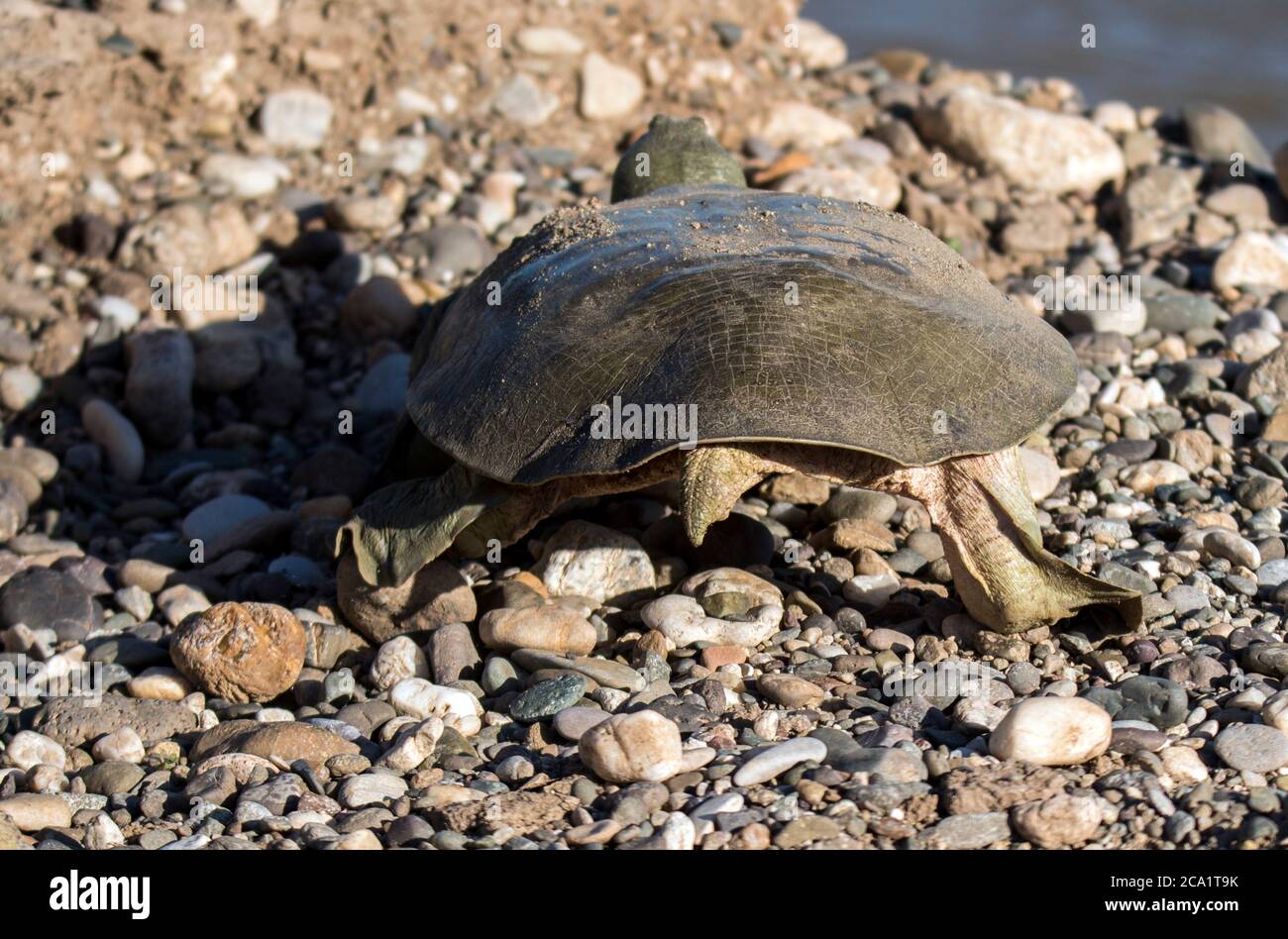 Rafetus euphraticus turtle Stock Photo - Alamy