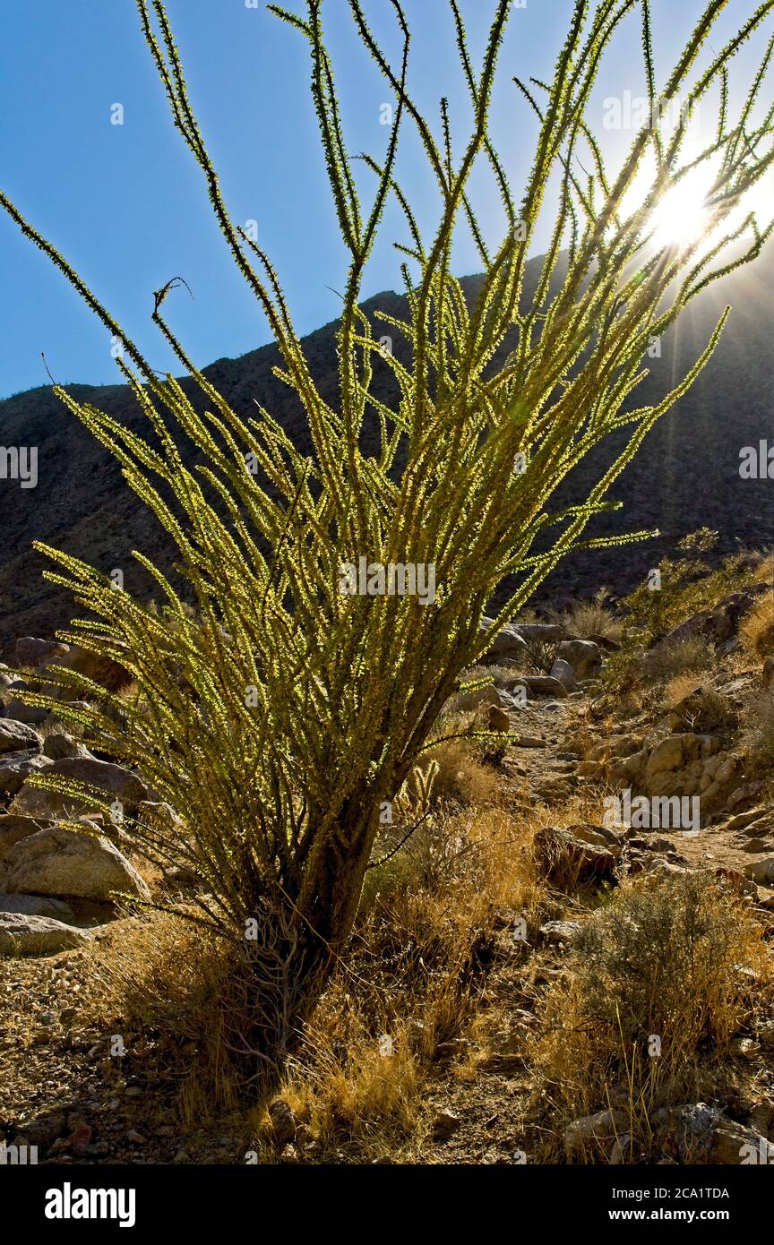 Ocotillo cactus with long spindly branches stand out in the stark arid ...