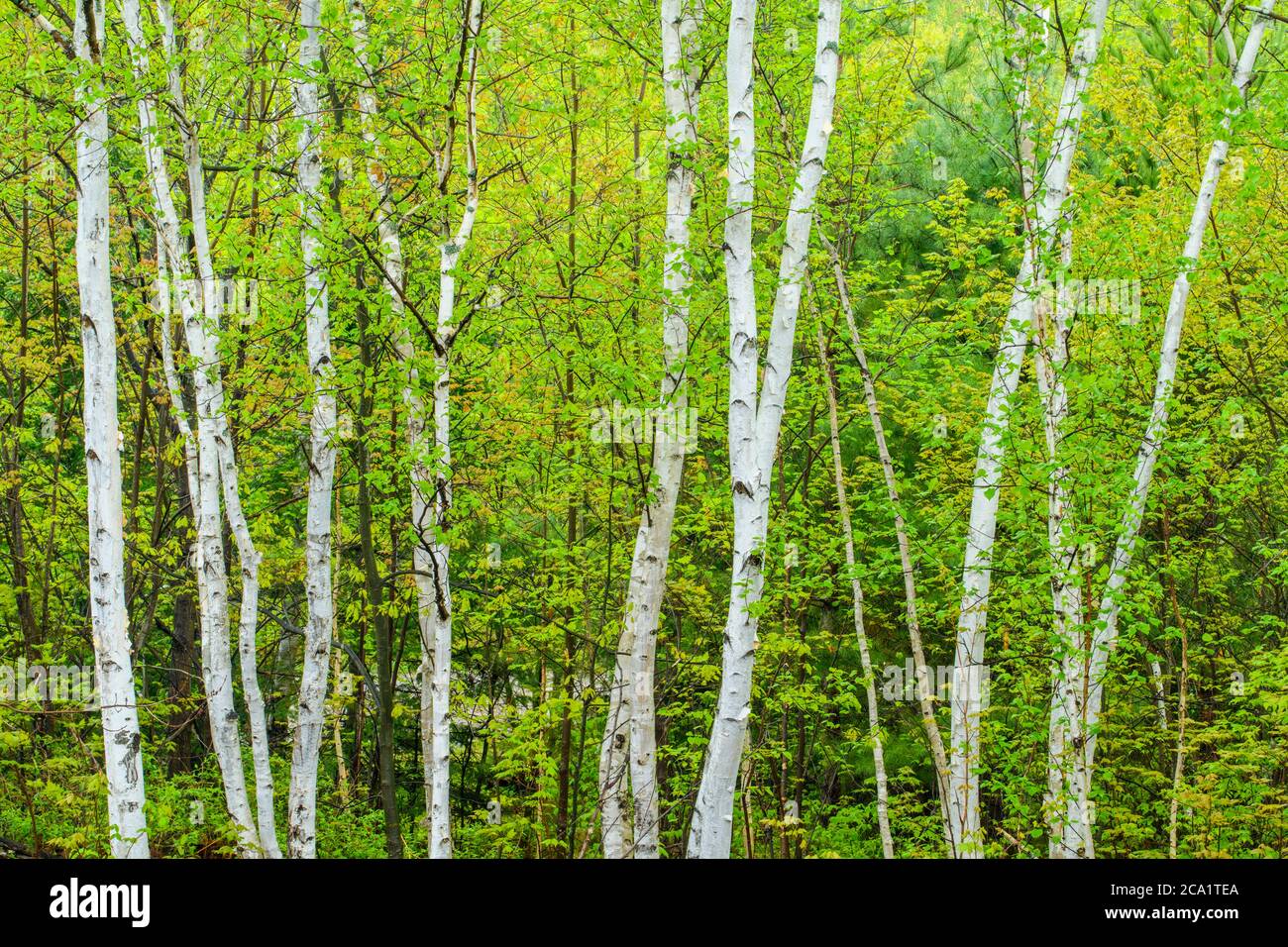 Spring forest. Birch trees, Greater Sudbury, Ontario, Canada Stock ...