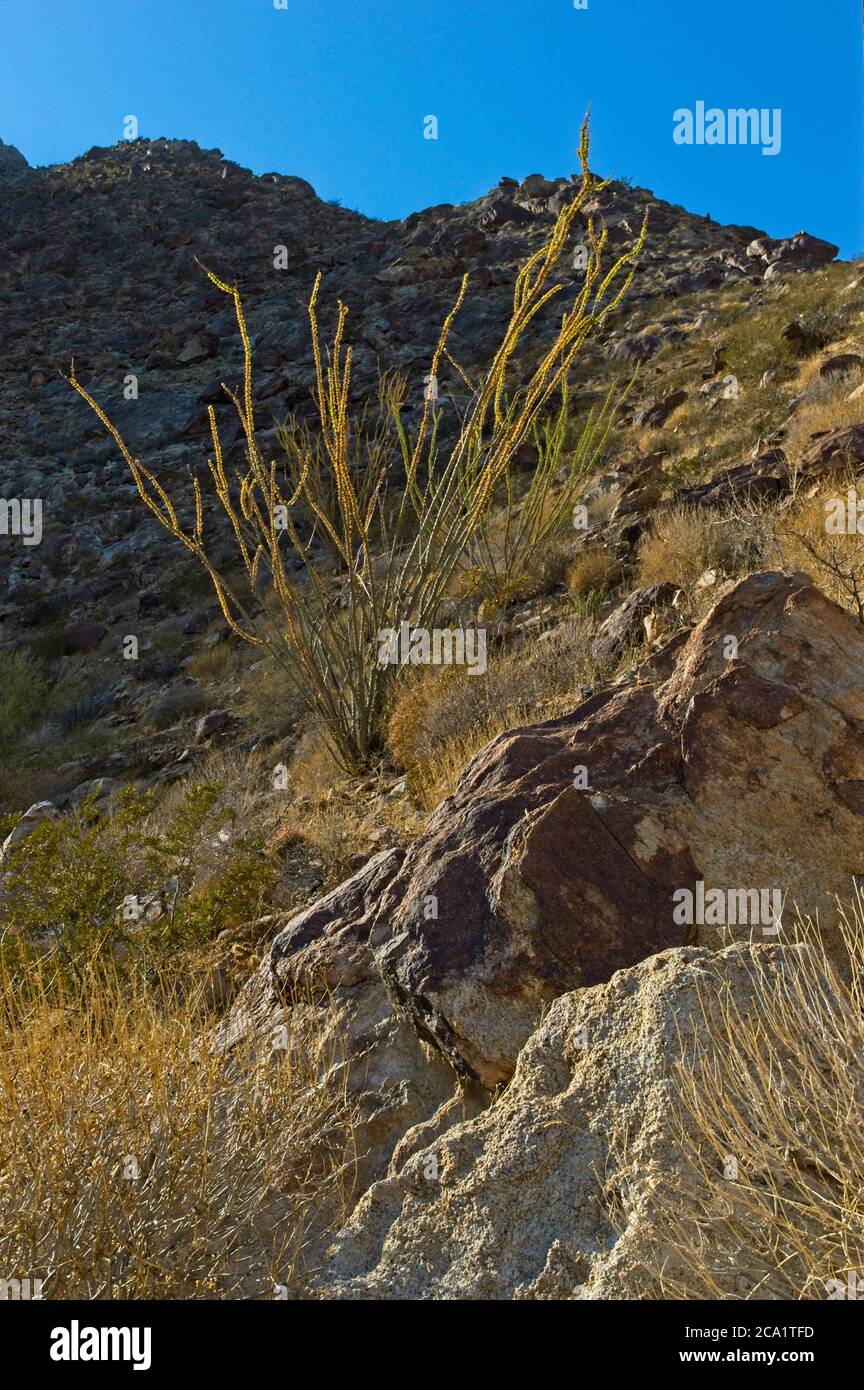 Spindly branches hi-res stock photography and images - Alamy