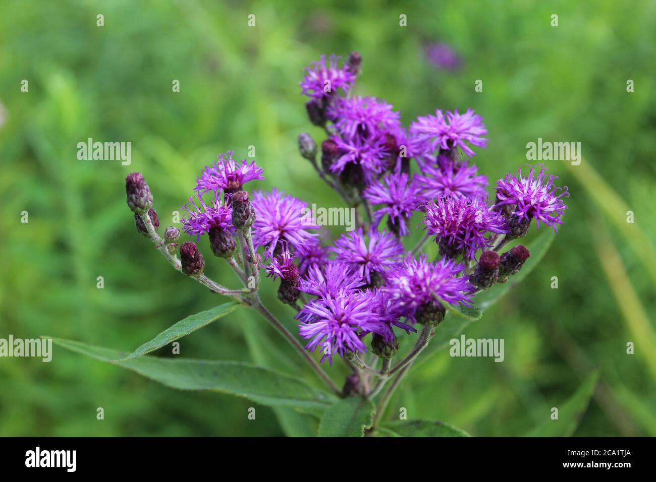 Somme prairie grove nature preserve hi-res stock photography and images ...