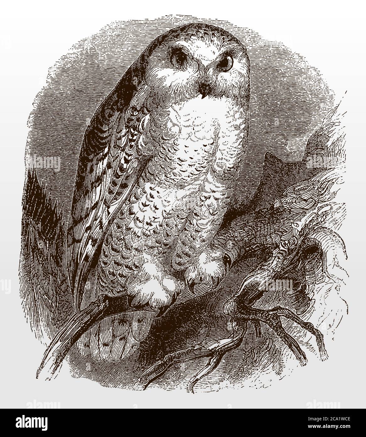Bubo bubo adult Stock Vector Images - Alamy