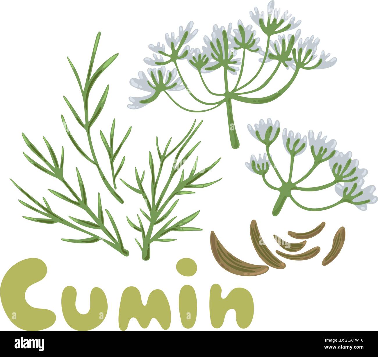 Cumin seed with flowers and leaves. Vector illustration. Aromatic plant ...