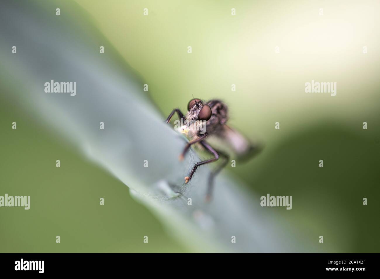 A robber fly with prey Stock Photo - Alamy