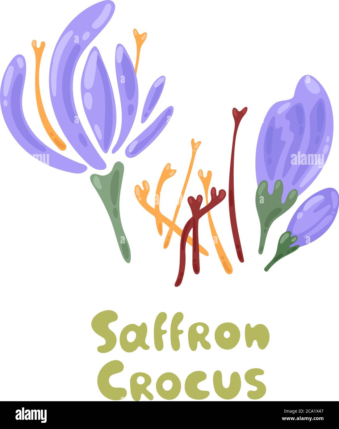 Crocus. Culinary herbs. Saffron flower isolated on white background ...