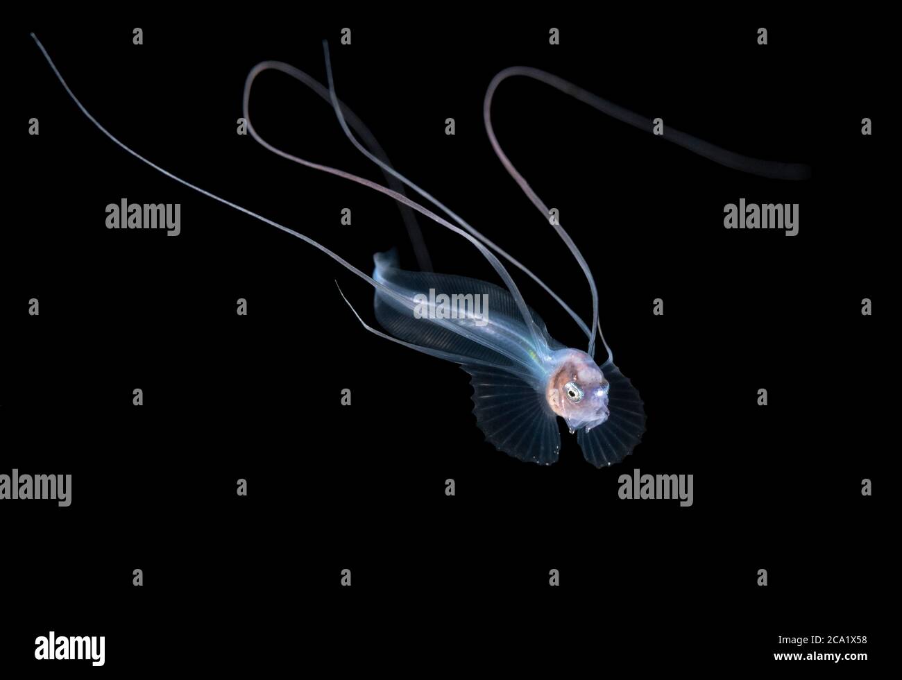 Bony feet hi-res stock photography and images - Alamy