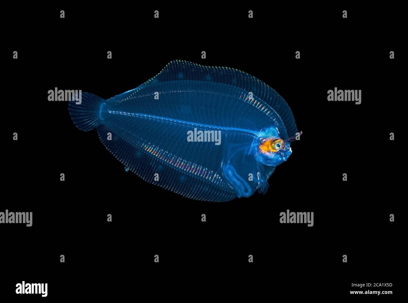 Planktonic larval hi-res stock photography and images - Alamy
