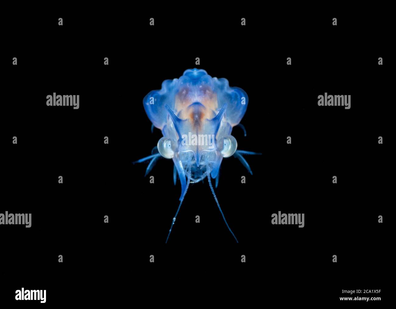 Deepwater prawn underwater hi-res stock photography and images - Alamy