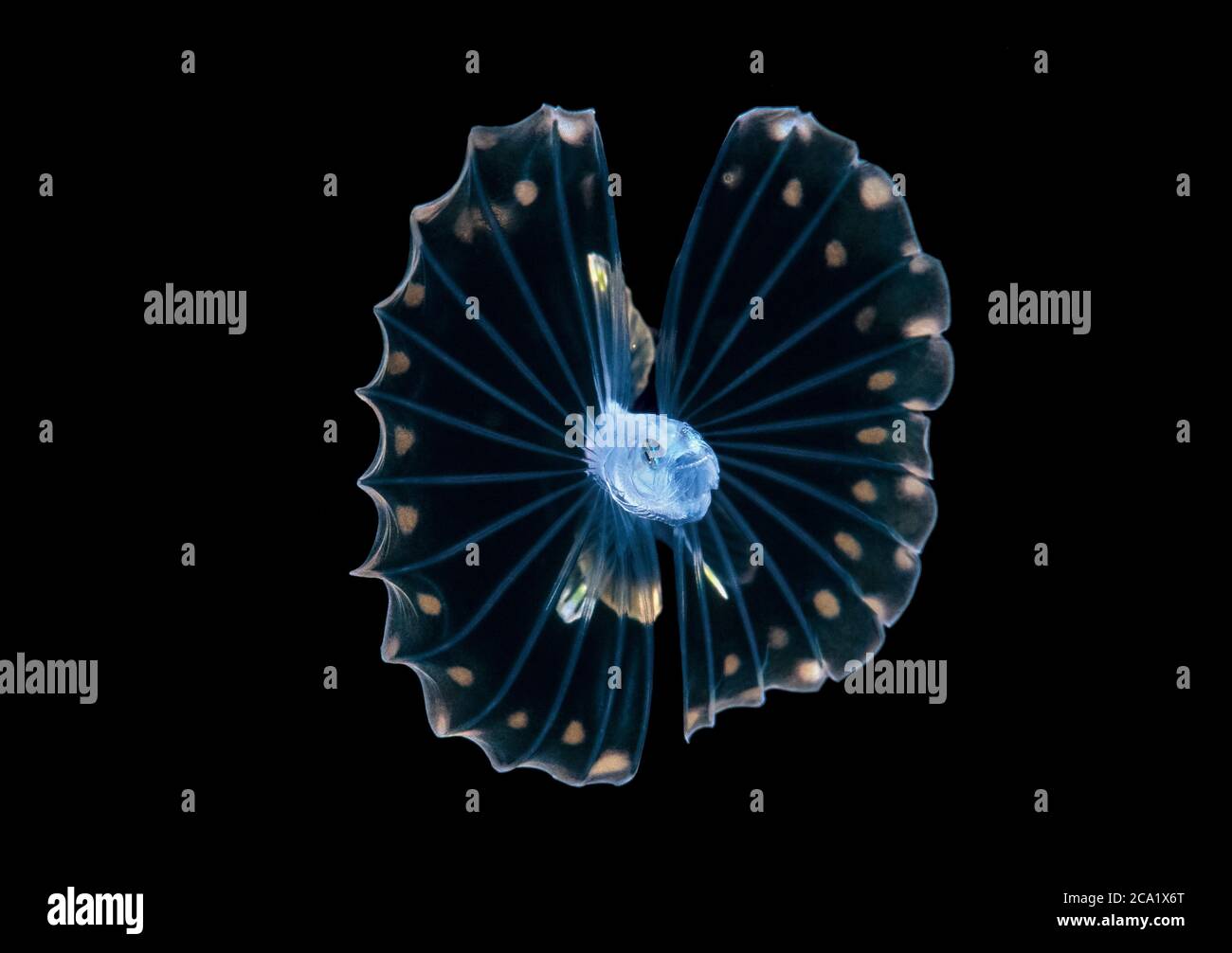 Deep sea tripod fish hi-res stock photography and images - Alamy