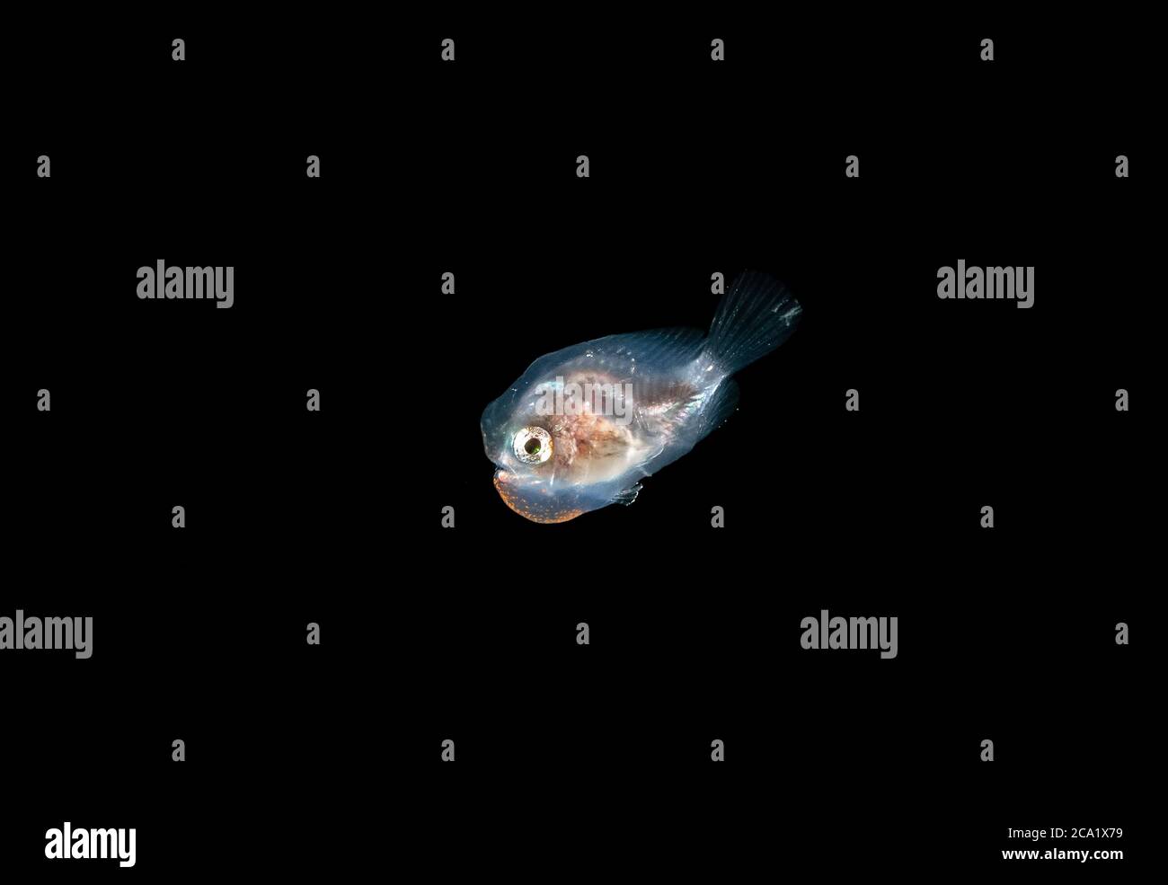a tiny 8mm larval frogfish larva, Antennarius sp., drifting in the open ...