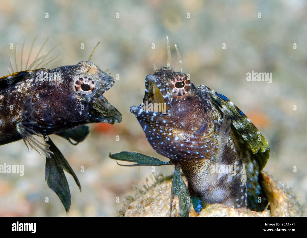 Emblemaria pandionis hi-res stock photography and images - Alamy