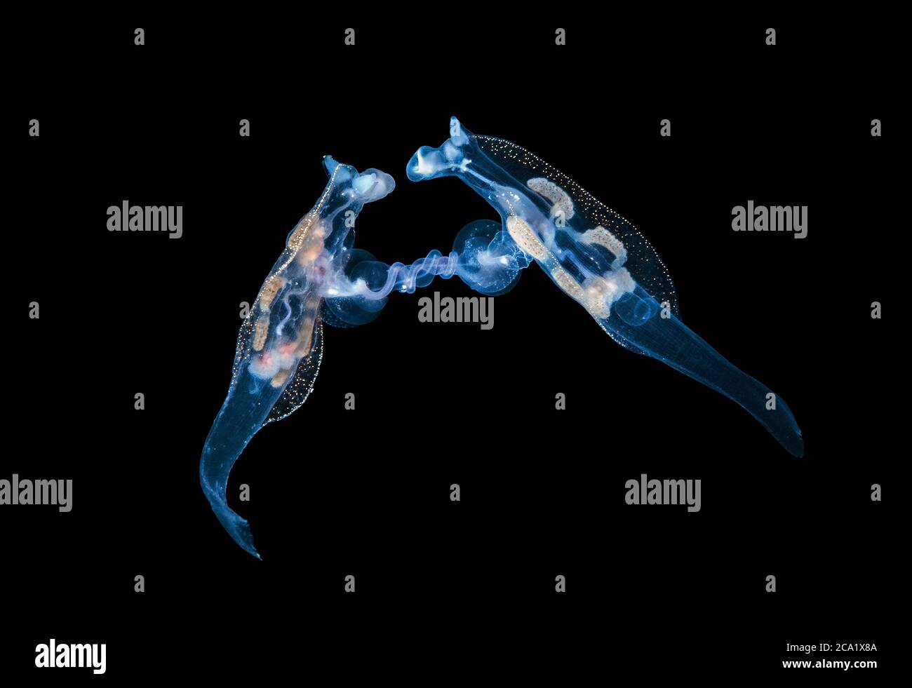 Phylliroe nudibranch hi-res stock photography and images - Alamy