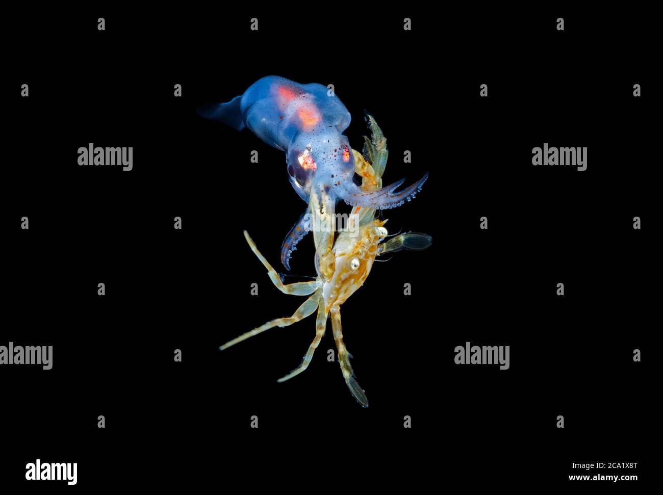 Sargassum swimming crab hi-res stock photography and images - Alamy