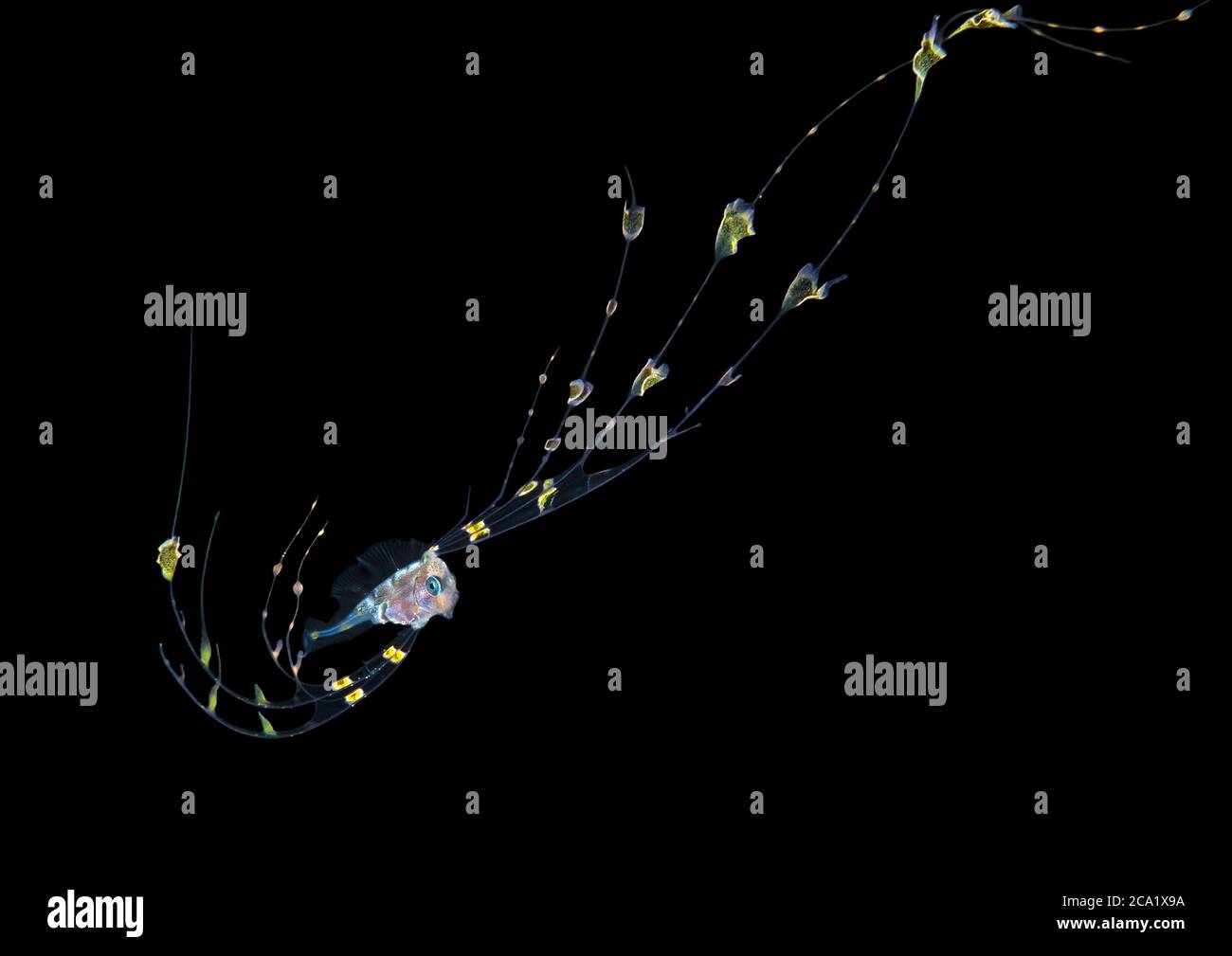 deep sea ribbonfish larva, family Trachipteridae, photographed during a ...