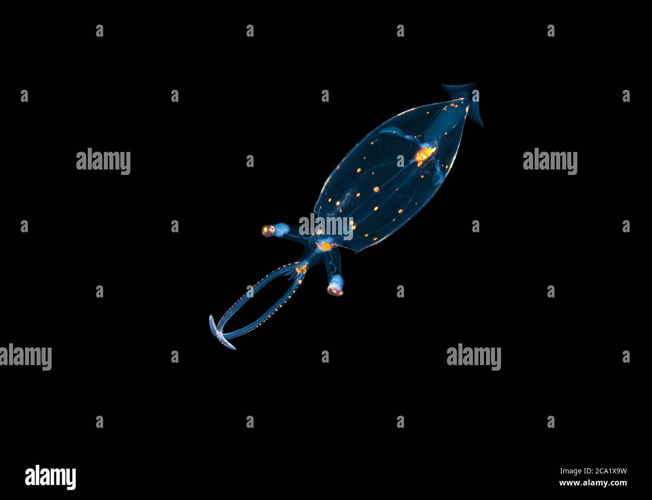 Cranch squid hi-res stock photography and images - Alamy