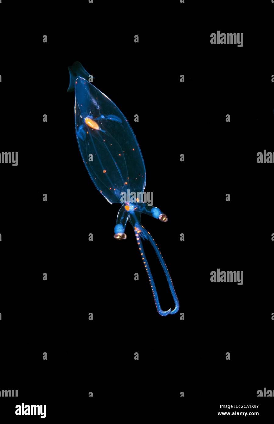 Bioluminescence squid underwater hi-res stock photography and images ...