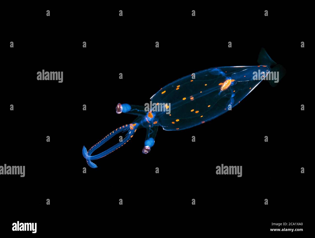 Cranch squid hi-res stock photography and images - Alamy