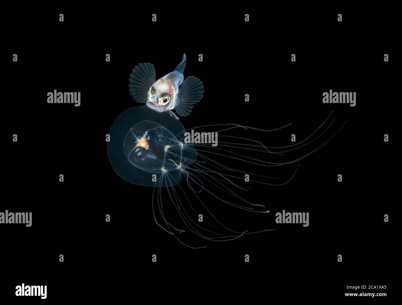 deep sea pomfret larva, Brama sp., stays close to a jellyfish for ...