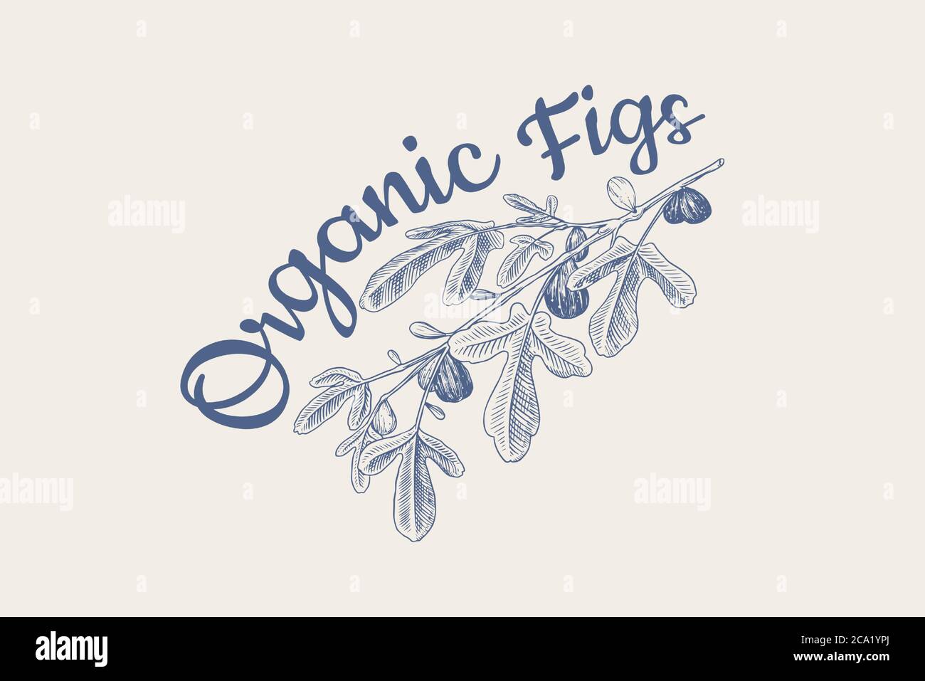 Fresh fig badge. Fruit Foliage label or logo. Detox spice. Foliage ...