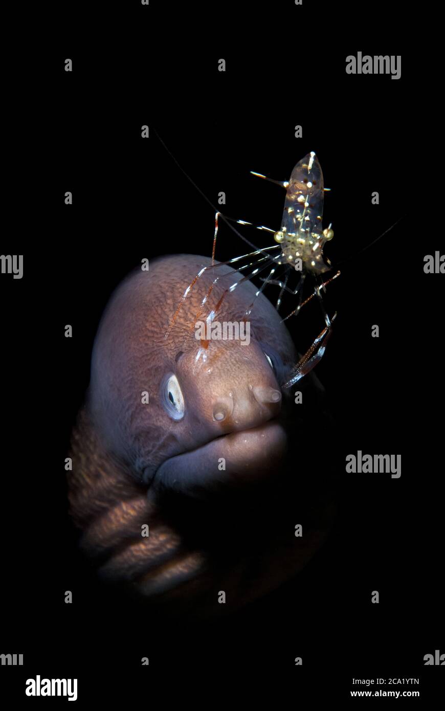 Blotched moray uropterygius fasciolatus hi-res stock photography and ...
