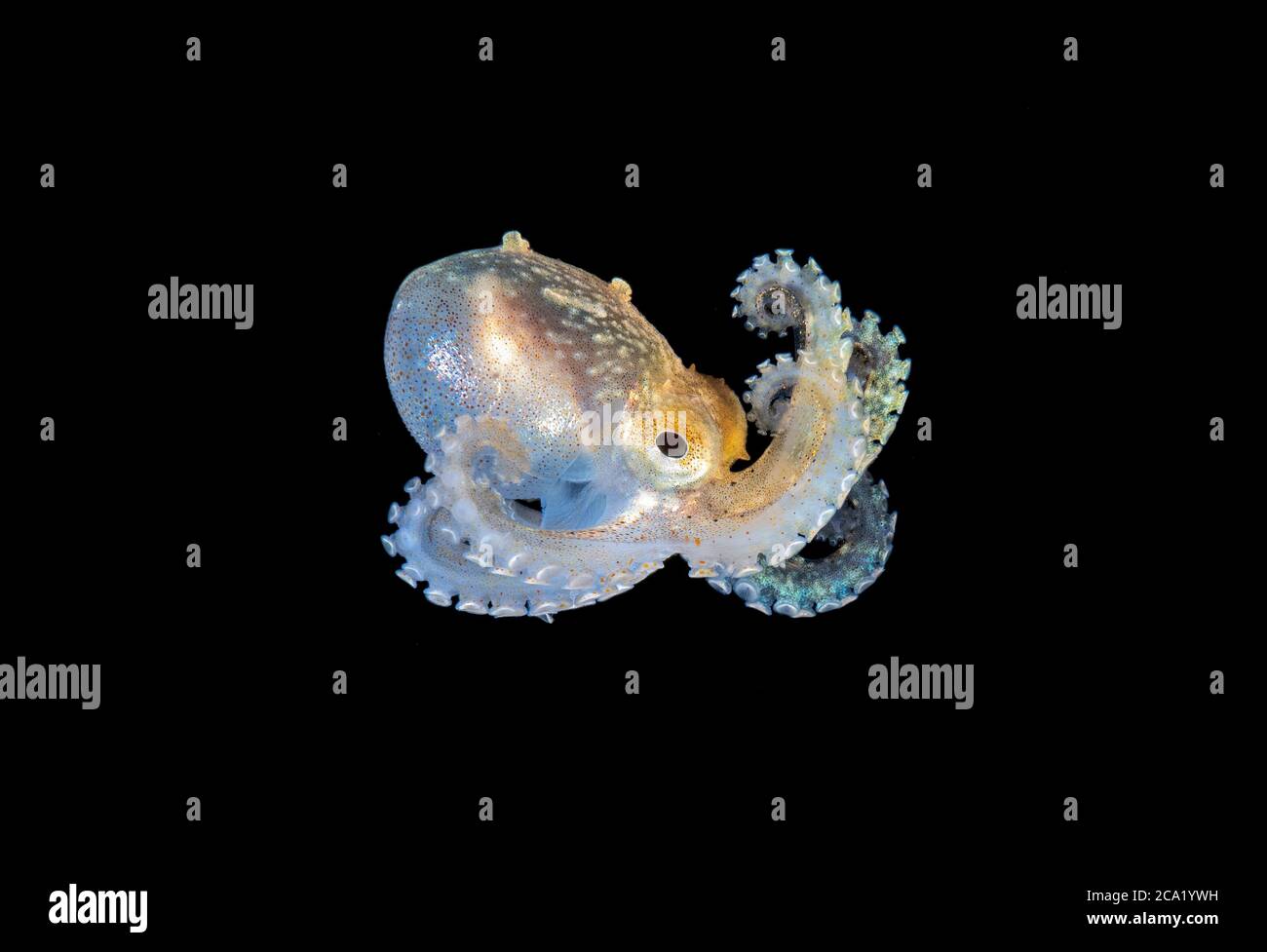 a baby octopus, Octopus sp., paralarva, drifting in the open ocean at ...