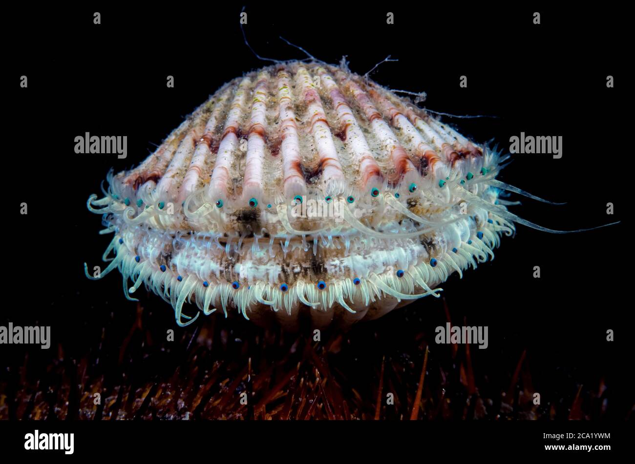 Scallop, Family Pectinidae, Blue Heron Bridge, Lake Worth Lagoon ...