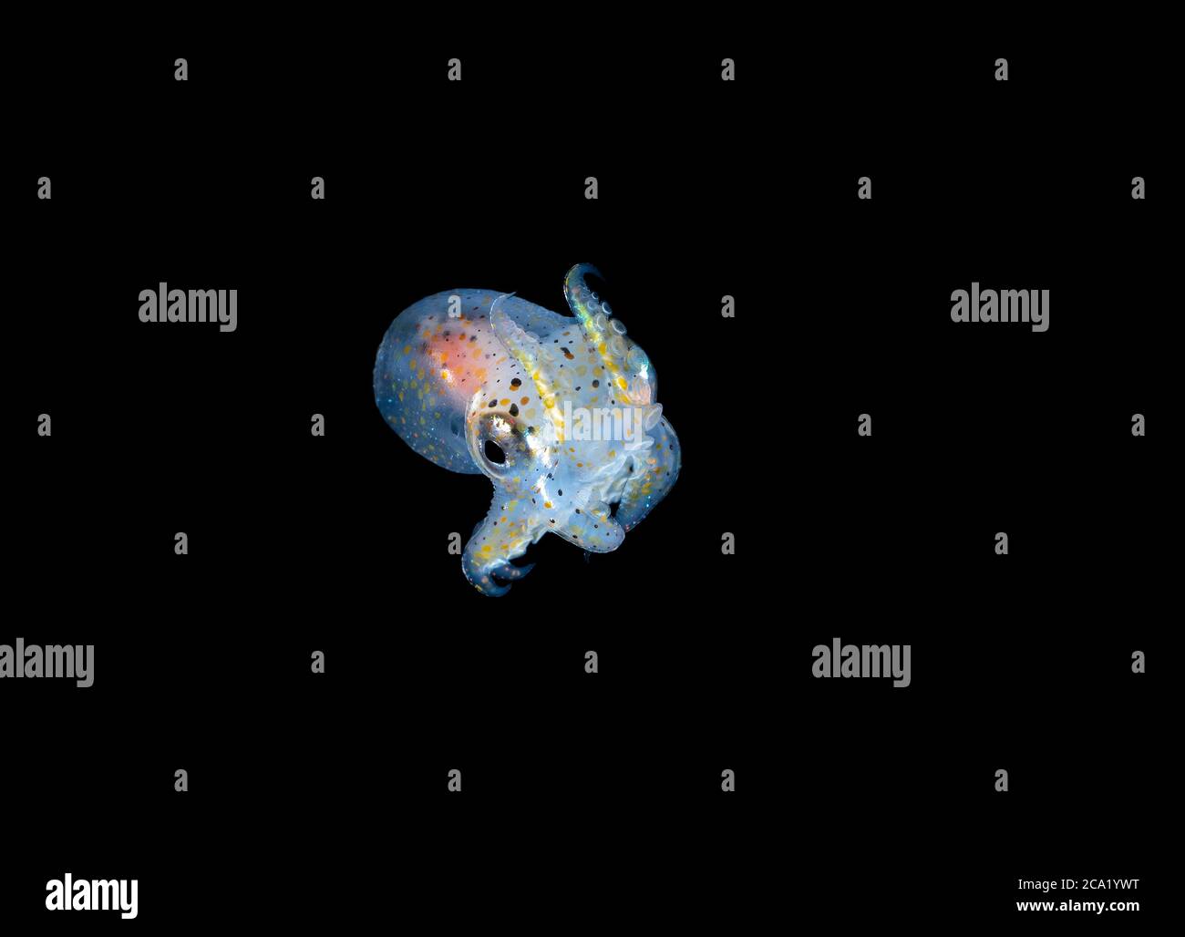 a baby octopus, Octopus sp., paralarva, drifting in the open ocean at ...