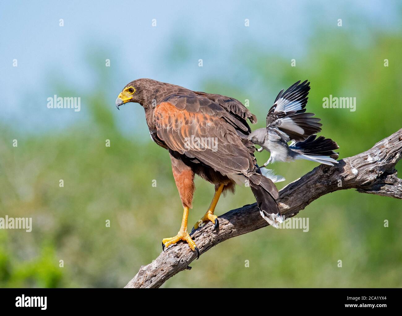 Mockingbird nest hi-res stock photography and images - Alamy