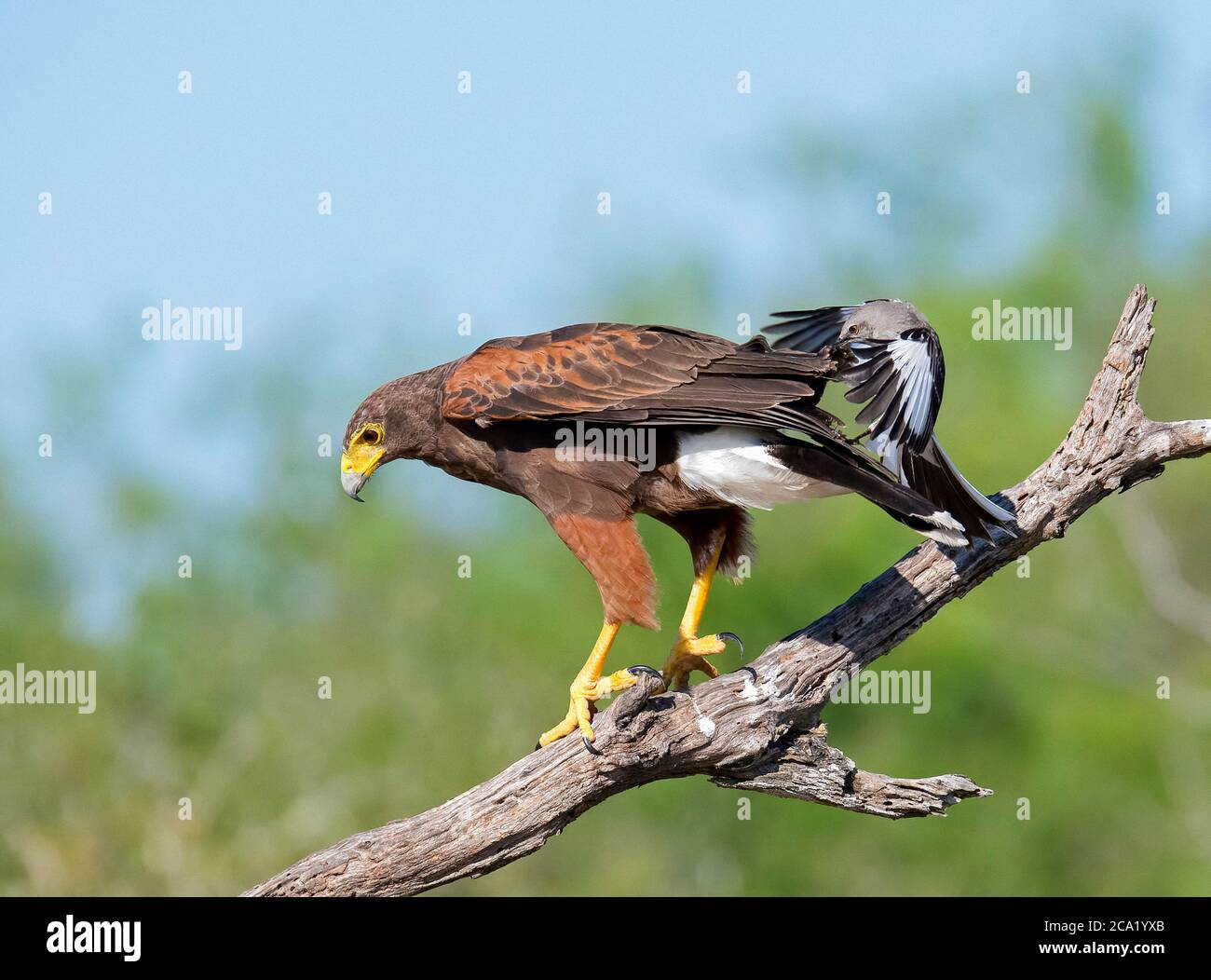 Mockingbird nest hi-res stock photography and images - Alamy