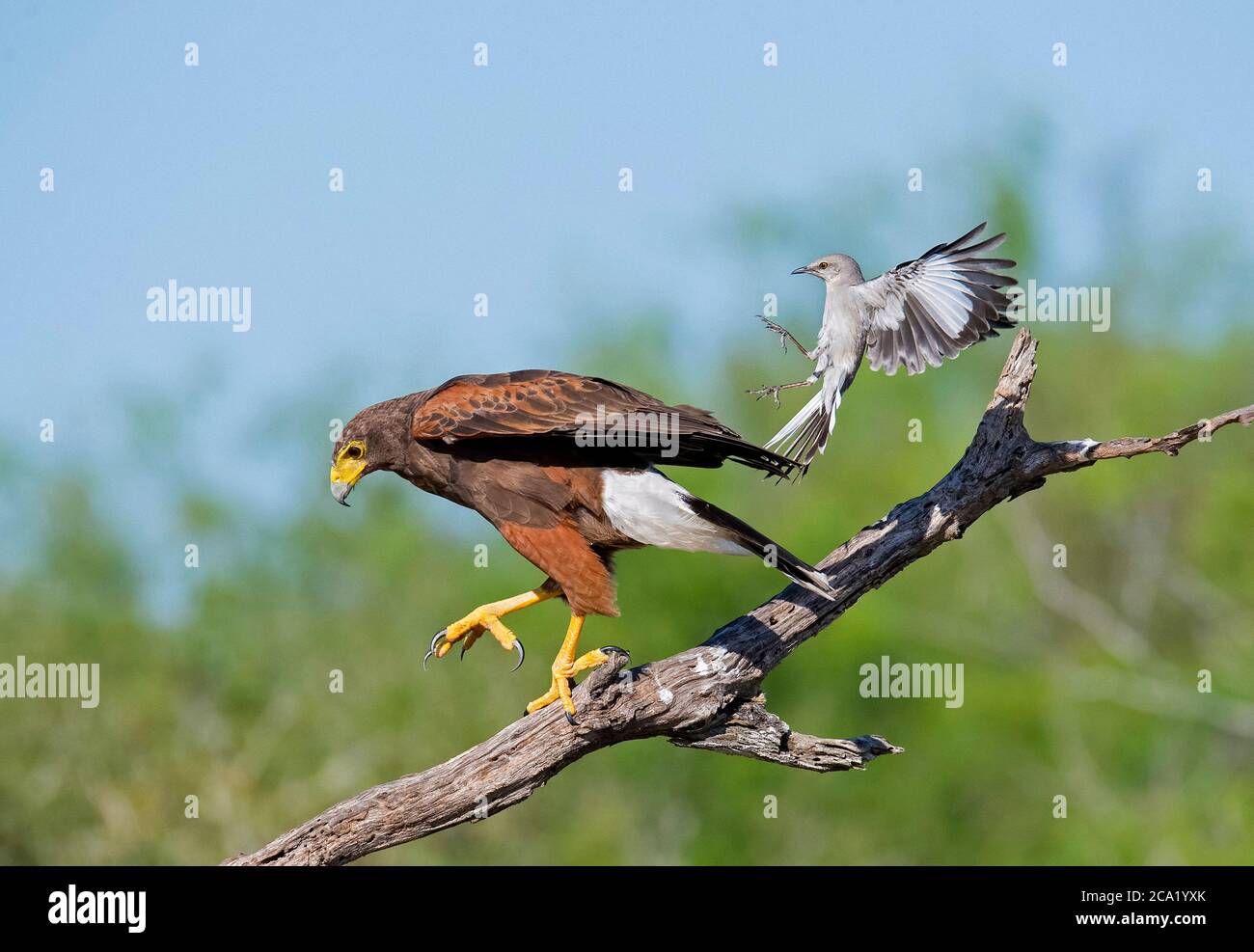 Mockingbird nest hi-res stock photography and images - Alamy
