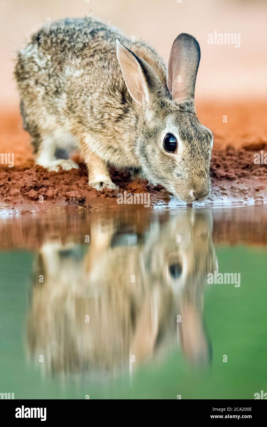 Eastern Cottontail Rabbit, Sylvilagus floridanus, drinking water, Texas ...