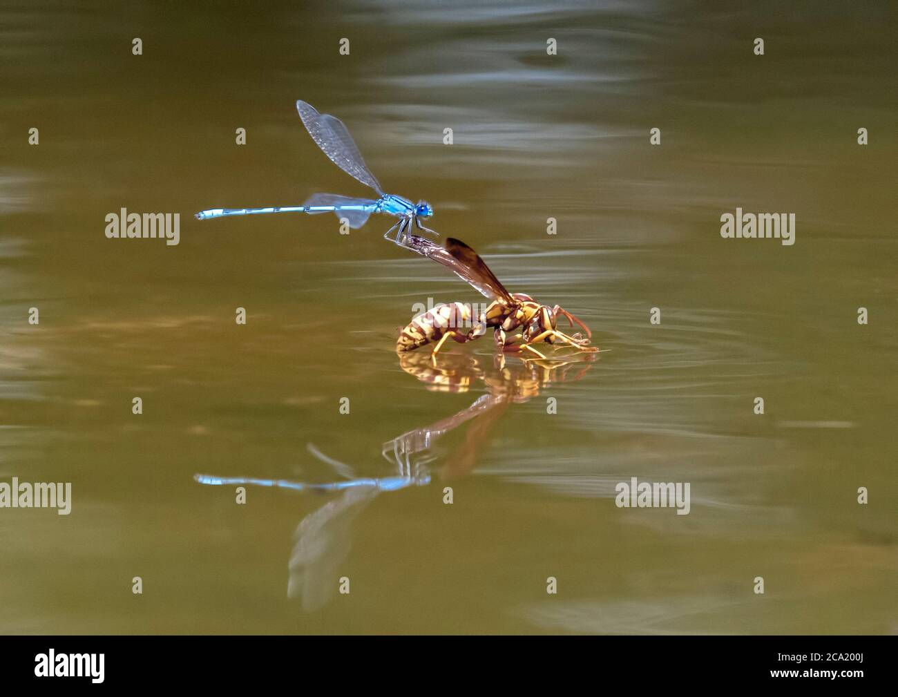 Polistes sp hi-res stock photography and images - Alamy