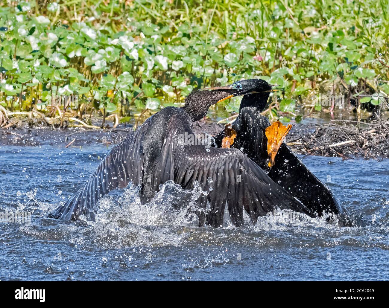 Anhinga anhinga hi-res stock photography and images - Alamy