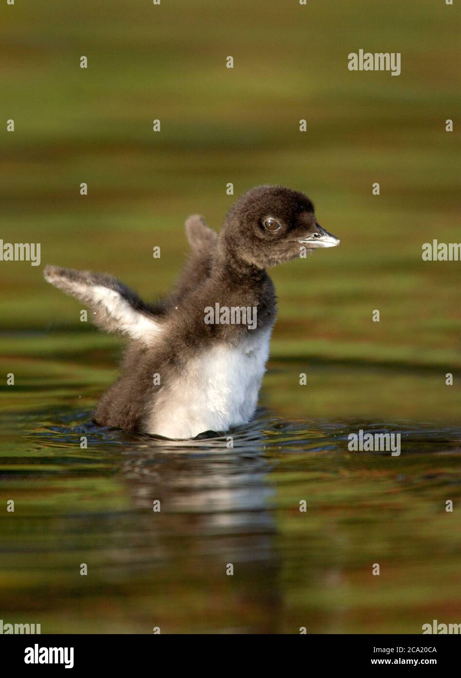 Common loon vertical hi-res stock photography and images - Alamy