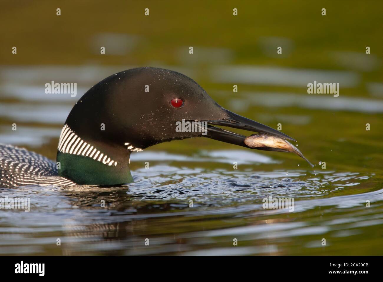 Great northern diver with fish hi-res stock photography and images - Alamy