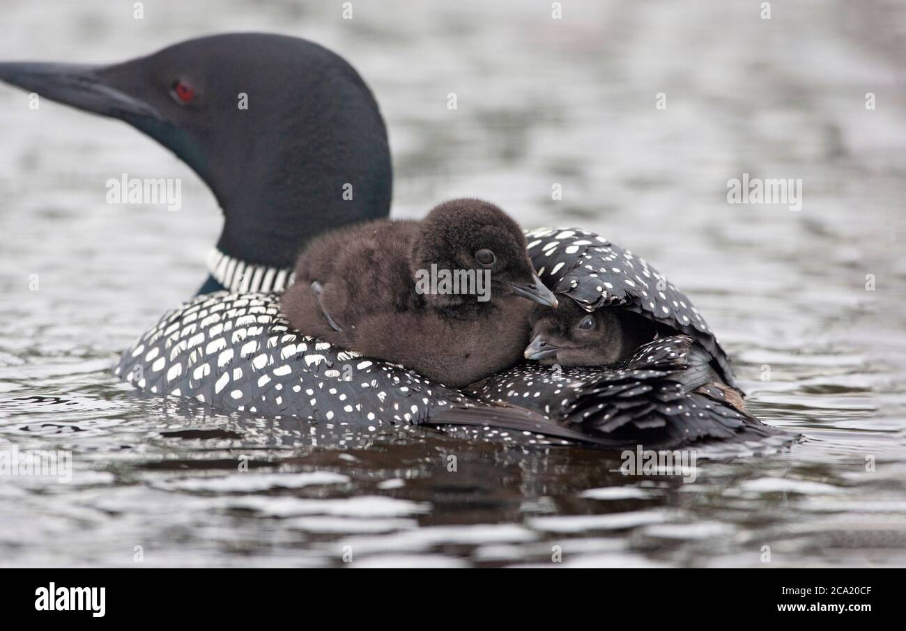 Two Common Loon Chicks on Adult's Back One Peeking out Under Wing Stock ...