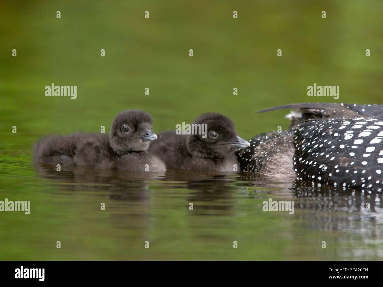 Two Young Common Loon Chicks Stock Photo - Alamy