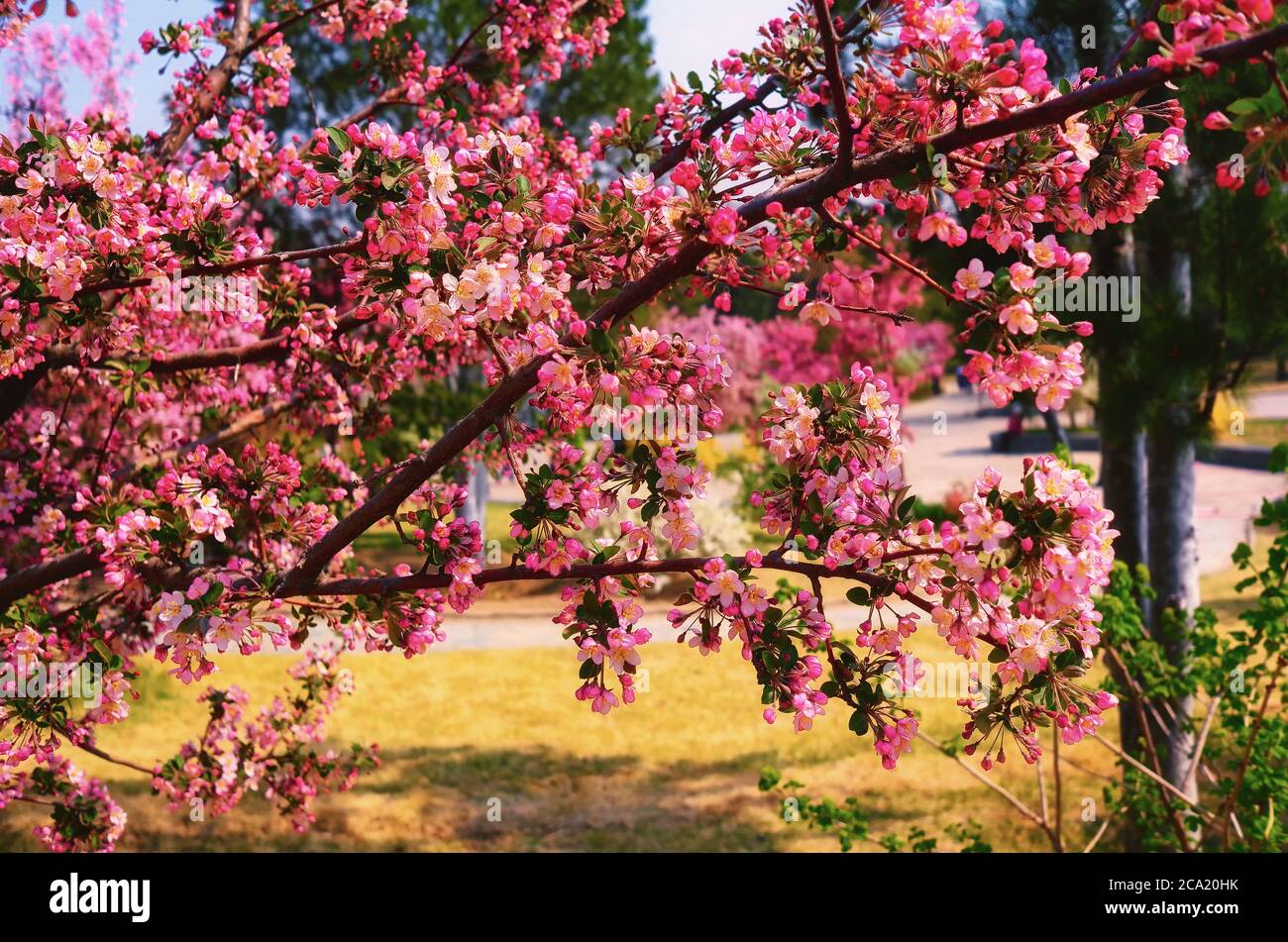 the blooming tree in spring Stock Photo - Alamy