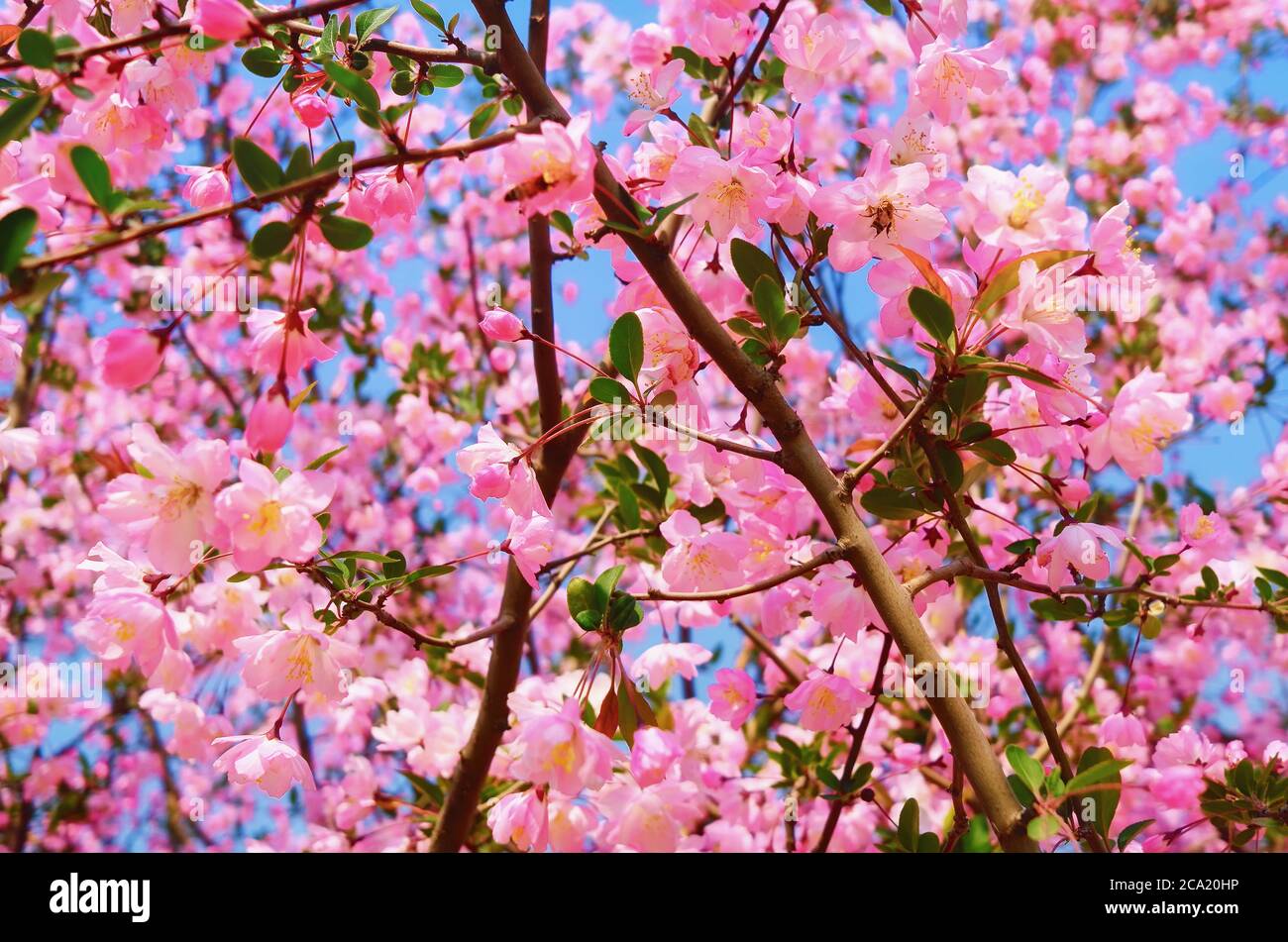 the blooming tree in spring Stock Photo - Alamy