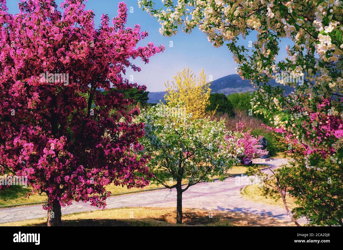 the blooming tree in spring Stock Photo - Alamy